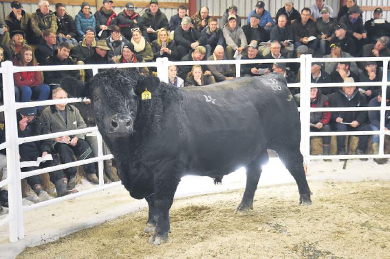 Mt Mable Angus - News Updates - Mt Mable Angus